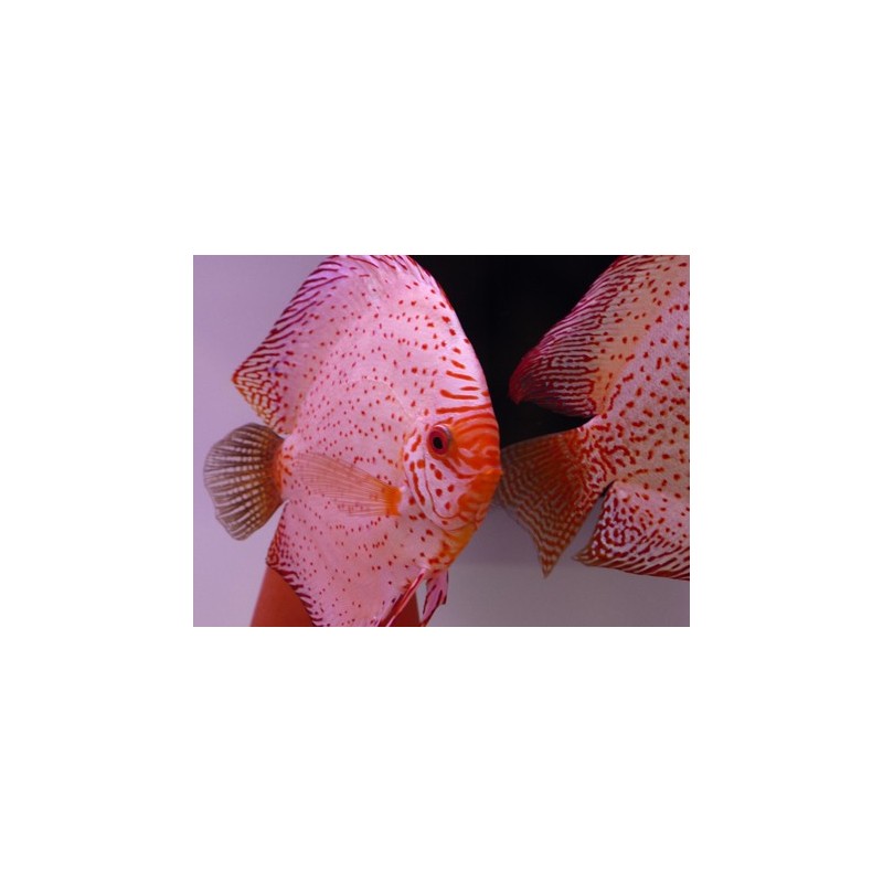 Pez Disco White Leopard Stendker