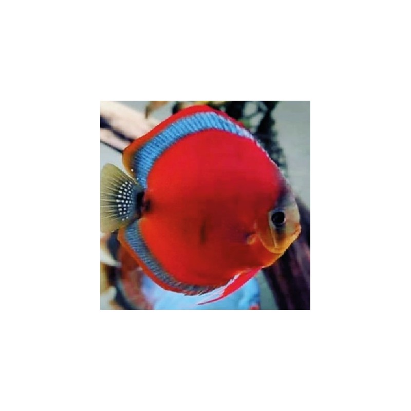 Pez disco Red Cover Blue Rim